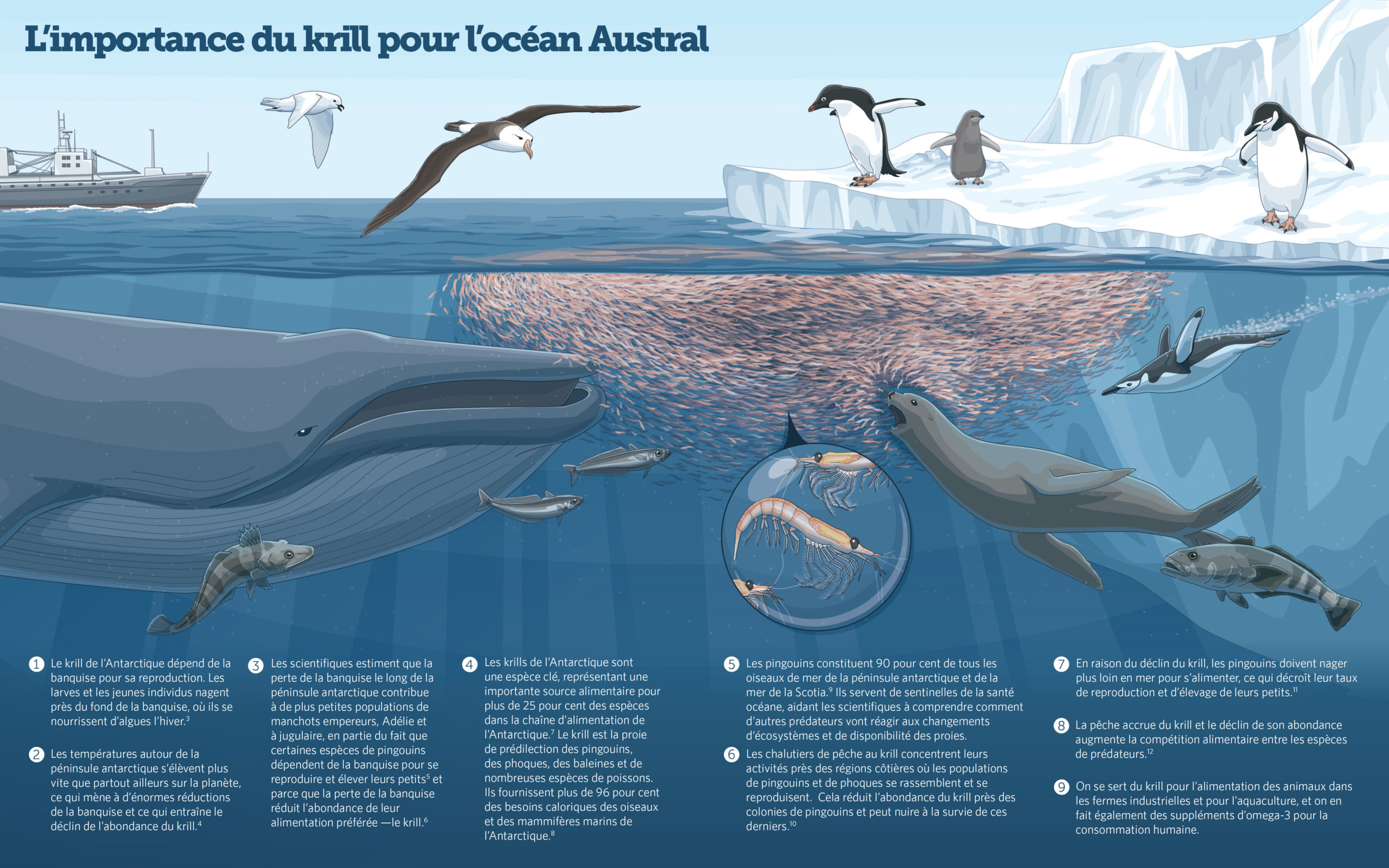chaine alimentaire marine ce2